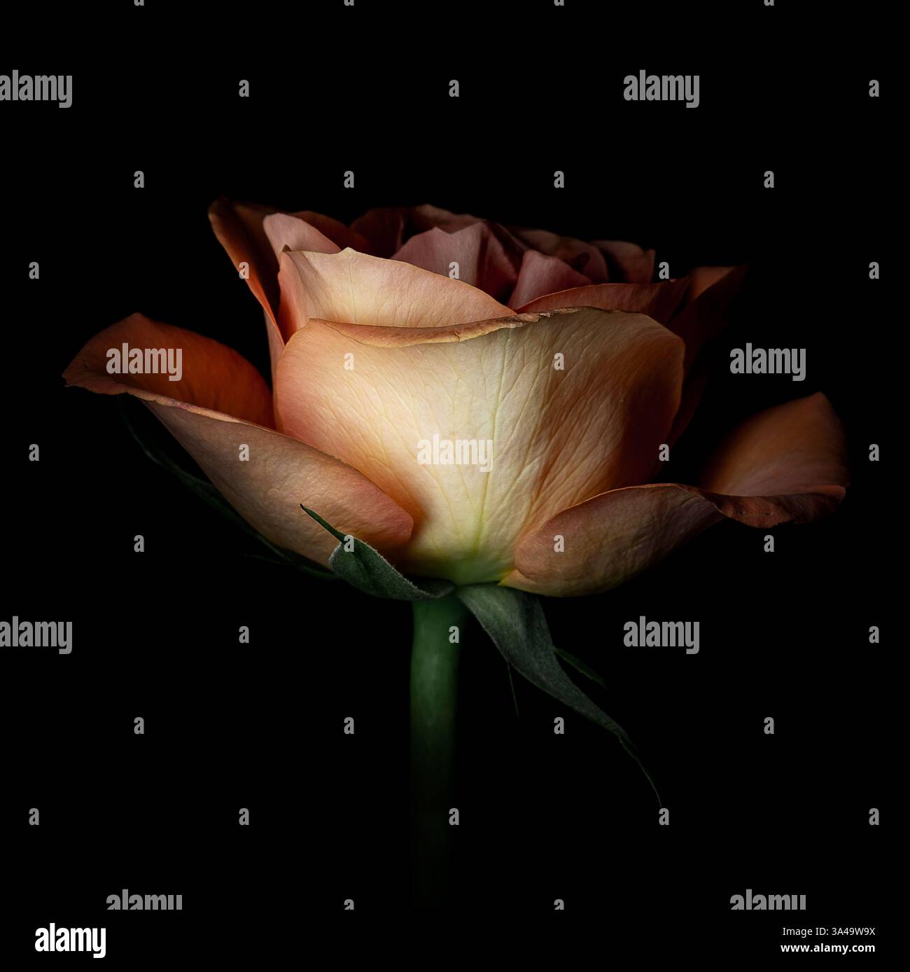 Portrait rose flower hi-res stock photography and images - Alamy