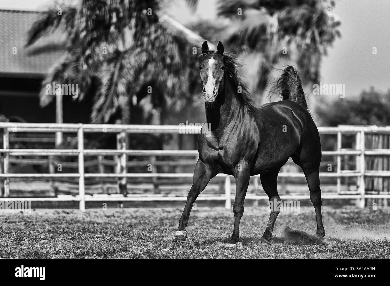 Aug. 21, 2014 - Tamaulipas, Mexico - A quarter horse mare walking in ...