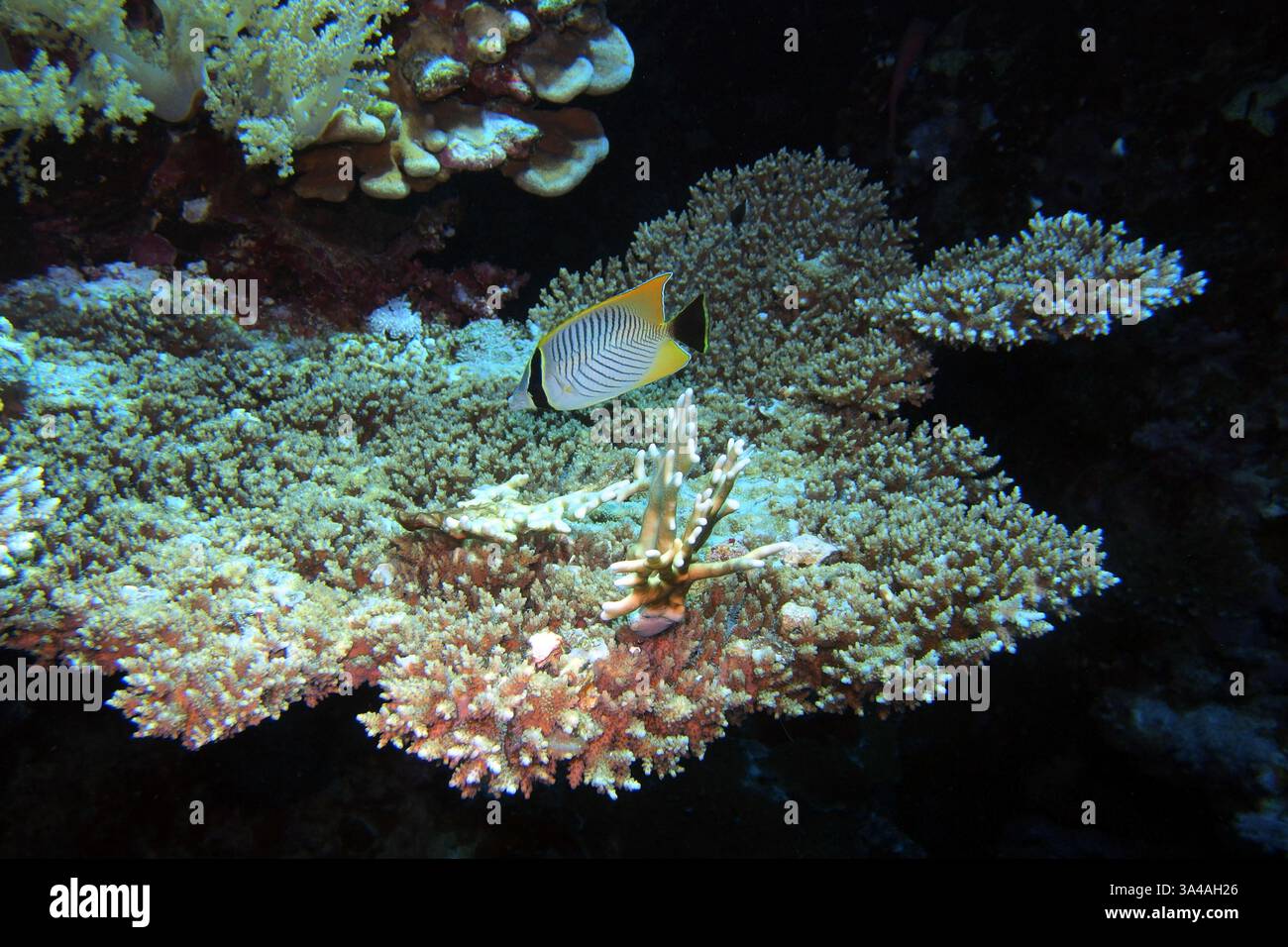 Acropora - table coral in the Red Sea near Fury Shoals in Egypt Stock ...