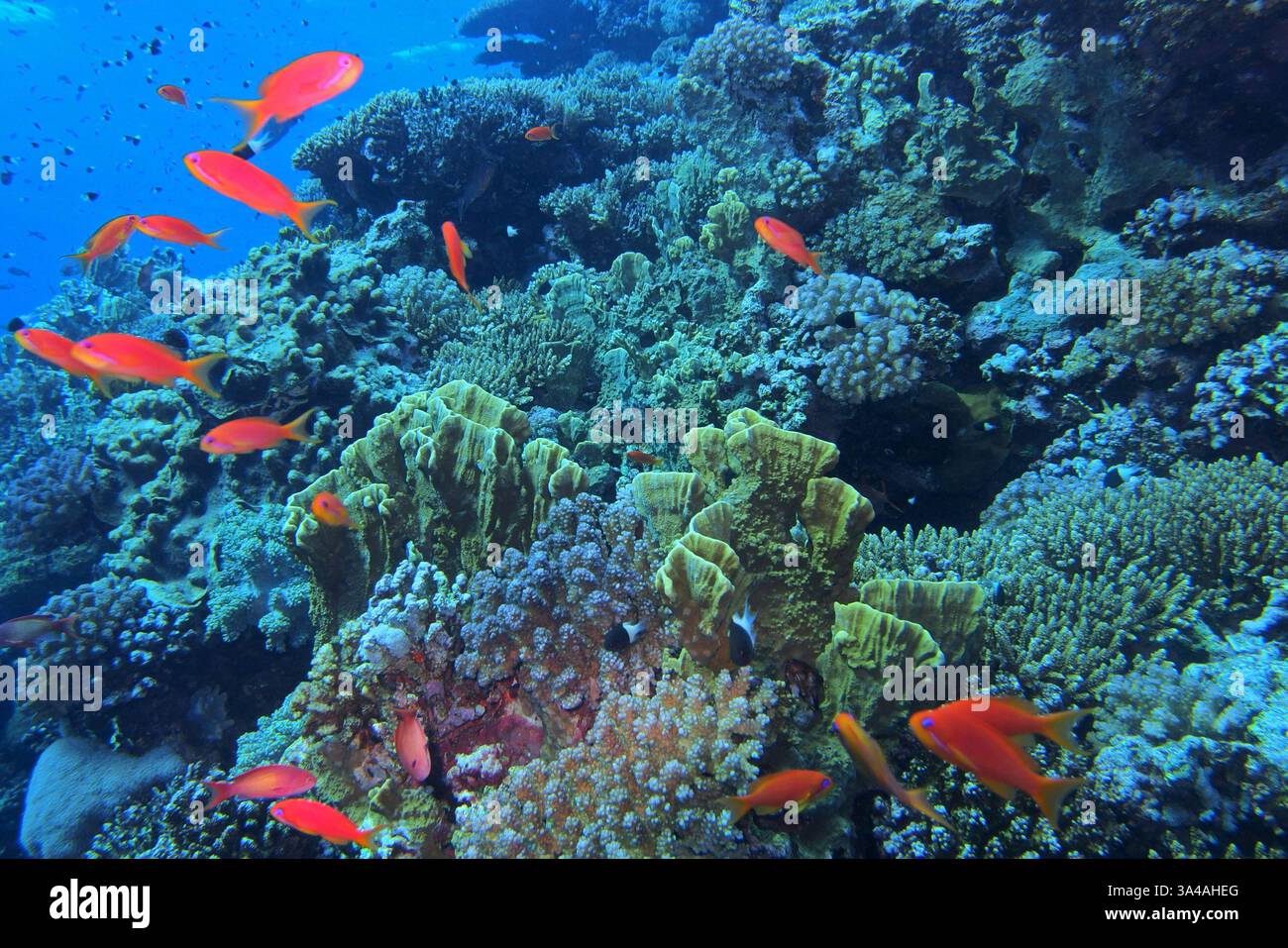 Coral reef near Brothers Island on Red Sea, Egypt Stock Photo - Alamy