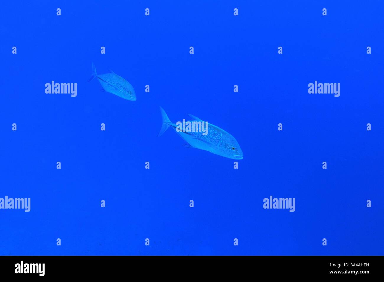 Photograph kingfish hi-res stock photography and images - Alamy