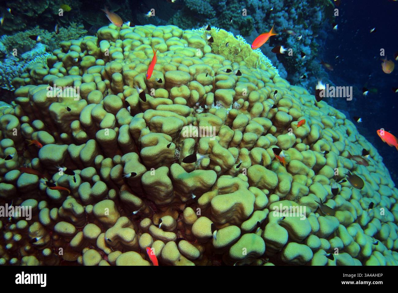 Star column coral - Pavona clavus in the Red Sea near Fury Shoals in ...