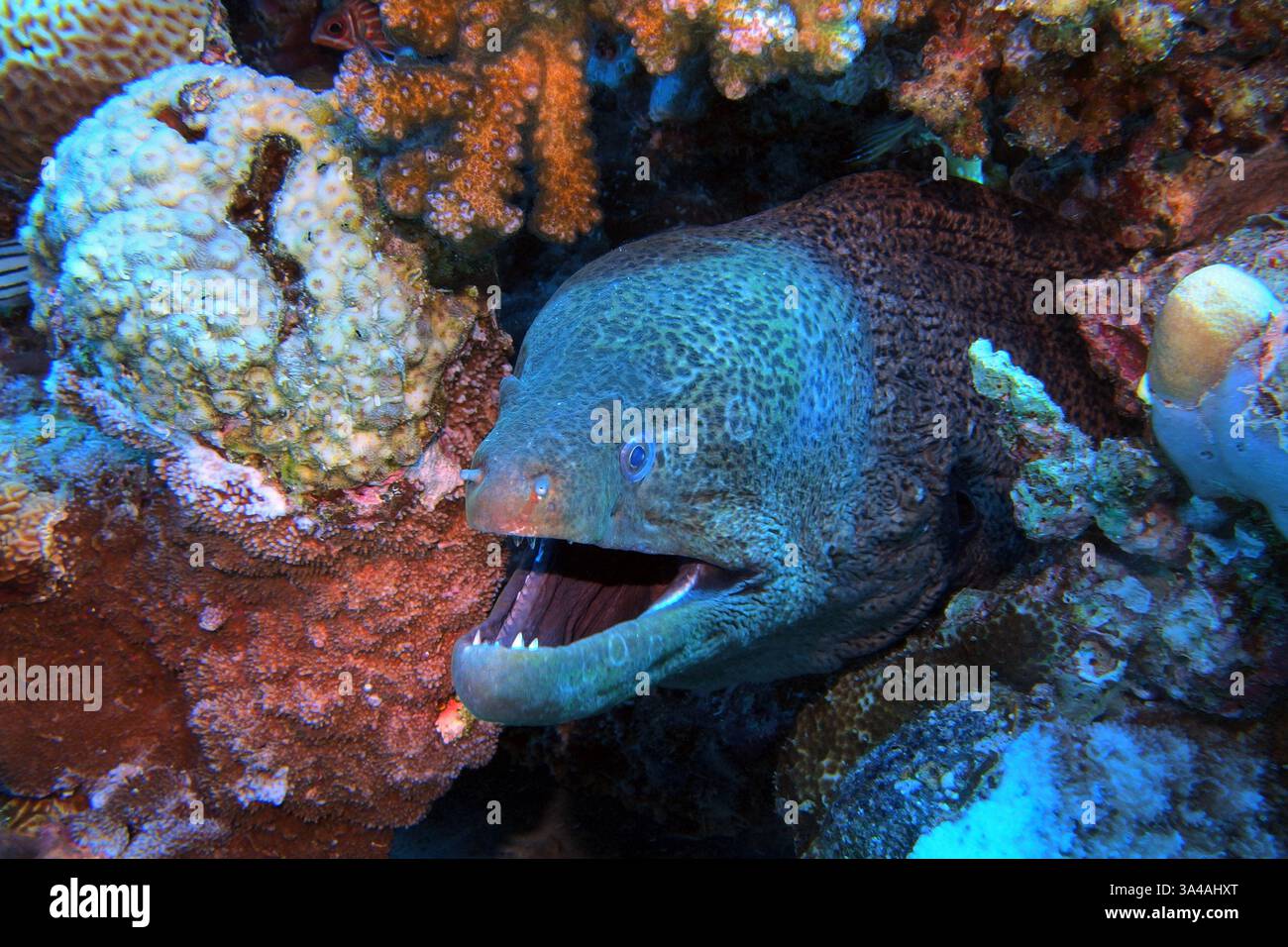 Giant moray in Red Sea near Marsa Alam, Egypt Stock Photo - Alamy