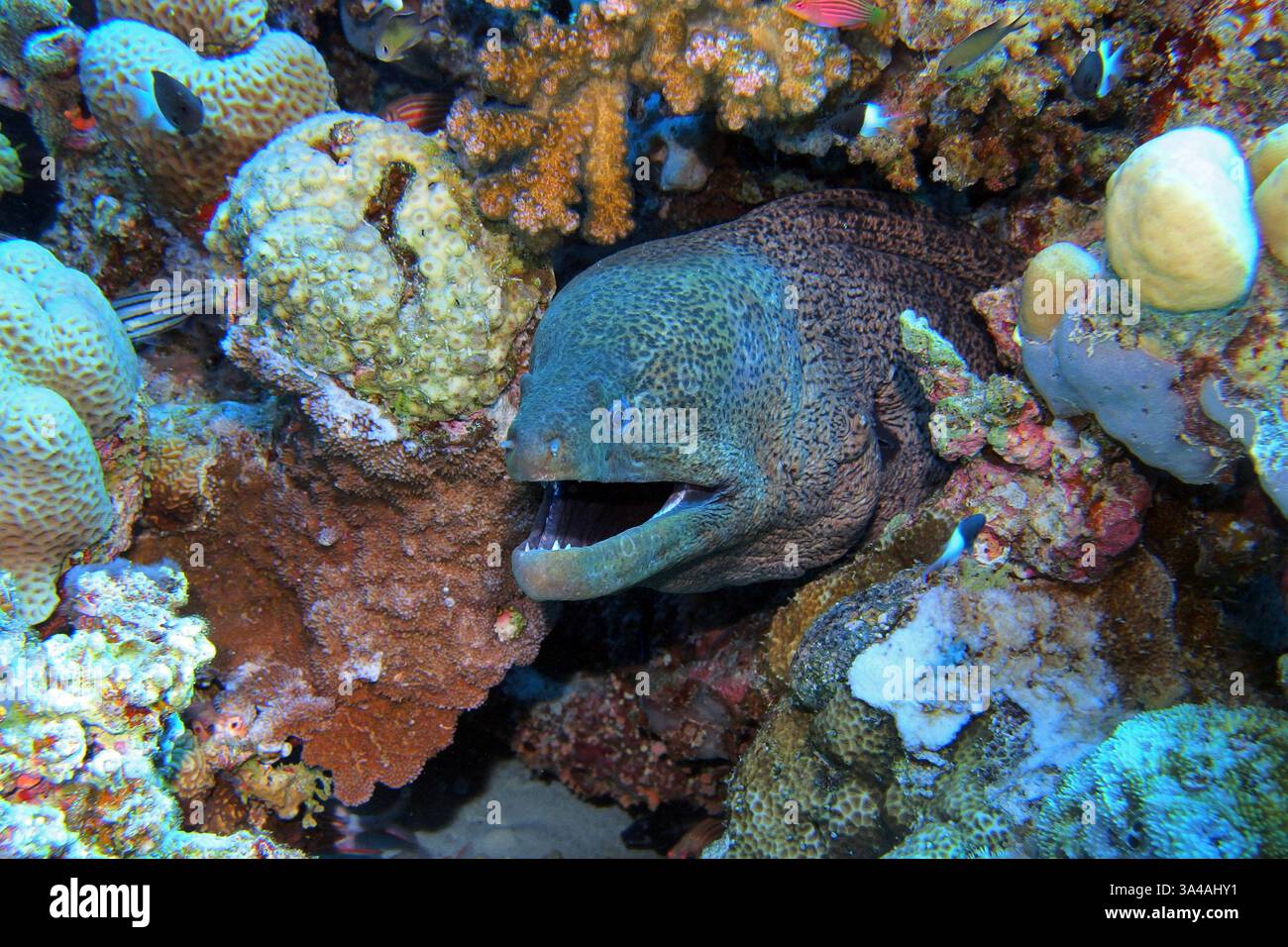 Giant moray in Red Sea near Marsa Alam, Egypt Stock Photo - Alamy