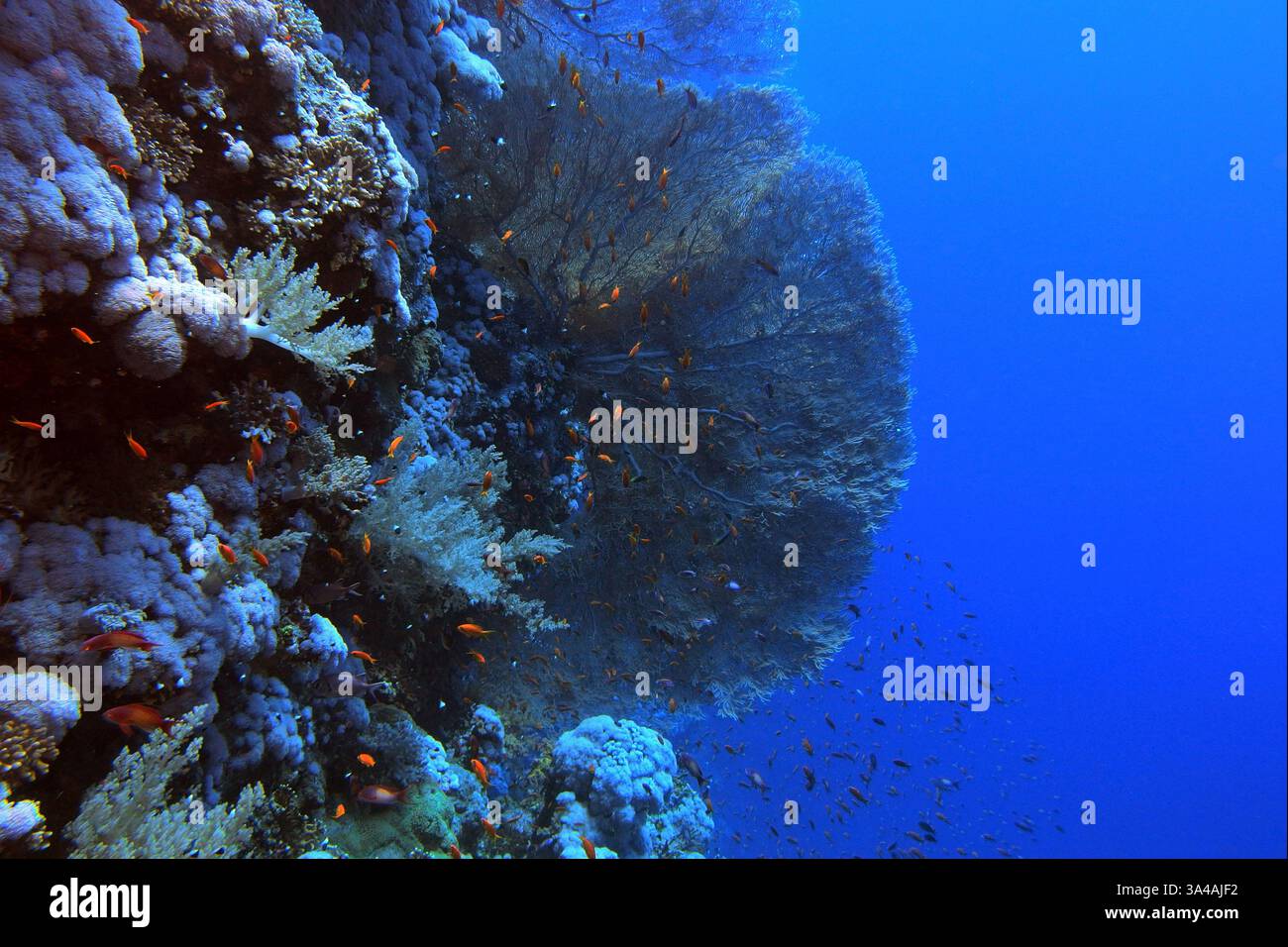 Gorgonian Giant Sea Fan near Brothers Island on Red Sea, Egypt Stock ...