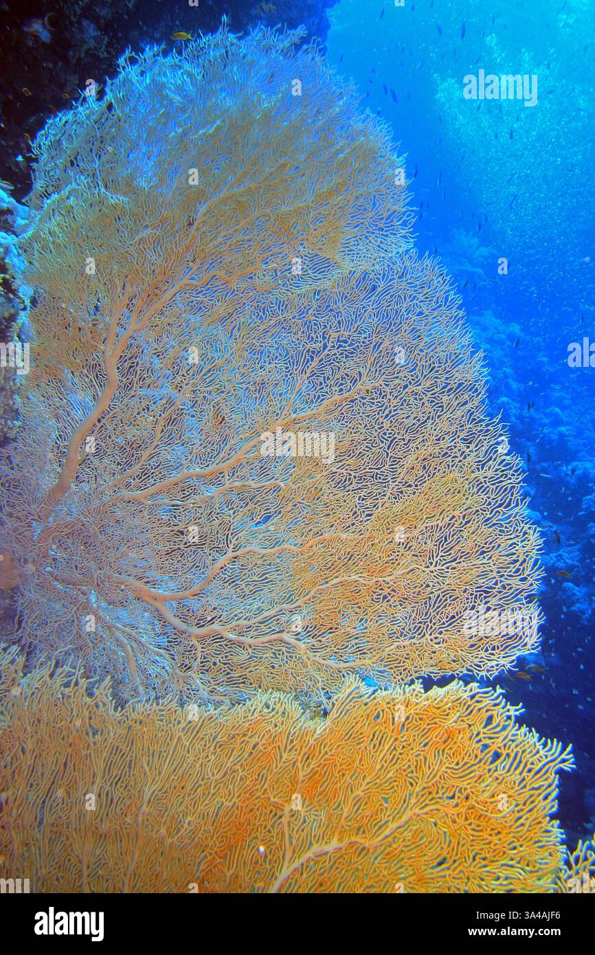 Gorgonian Giant Sea Fan near Brothers Island on Red Sea, Egypt Stock ...