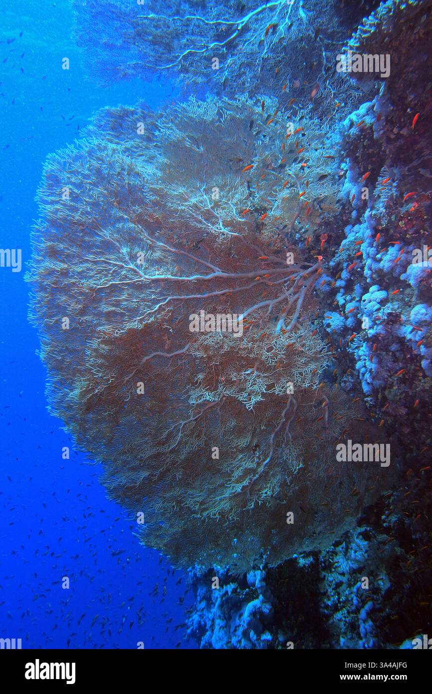 Gorgonian Giant Sea Fan near Brothers Island on Red Sea, Egypt Stock ...