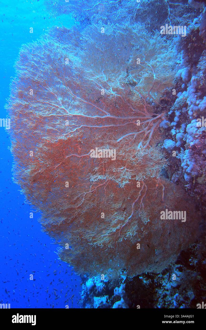 Gorgonian Giant Sea Fan near Brothers Island on Red Sea, Egypt Stock ...
