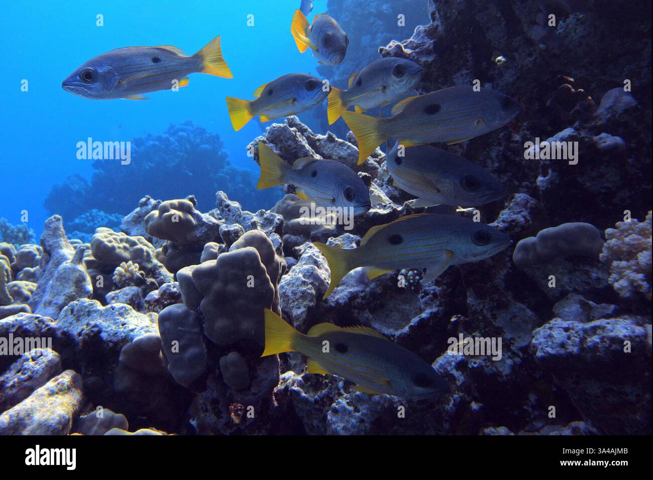 Dory snapper in Red Sea near Fury Shoals, Egypt Stock Photo - Alamy