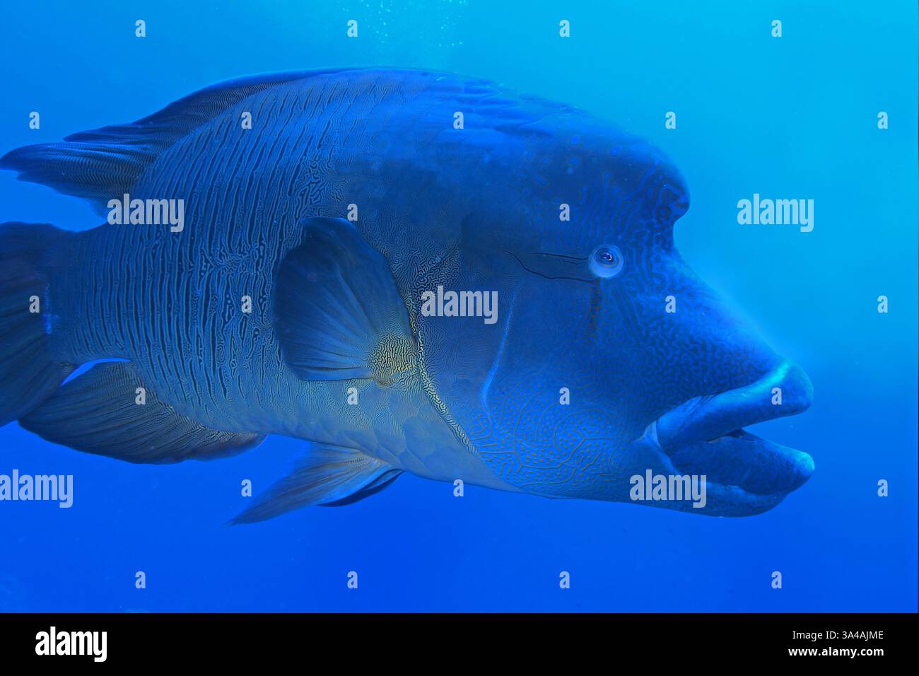 Humphead wrasse in Red Sea near Marsa Alam, Egypt Stock Photo - Alamy