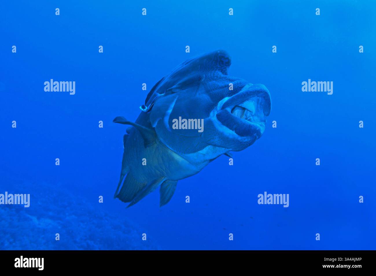 Humphead wrasse in Red Sea near Marsa Alam, Egypt Stock Photo - Alamy