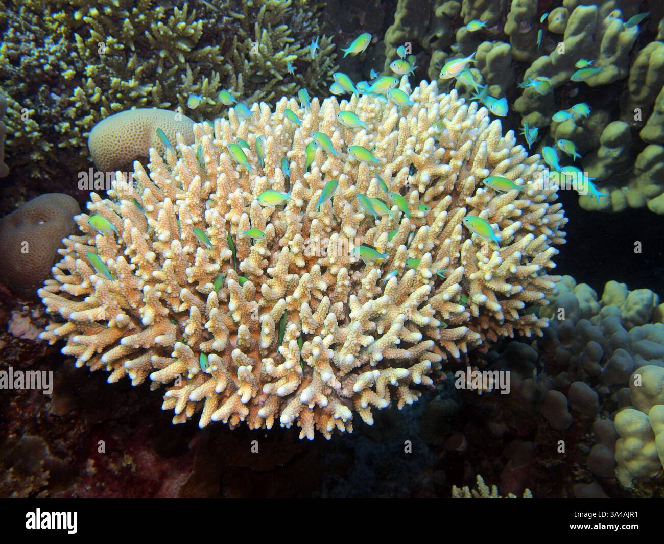 Stone coral - Acropora millepora in the Red Sea near Fury Shoals in ...