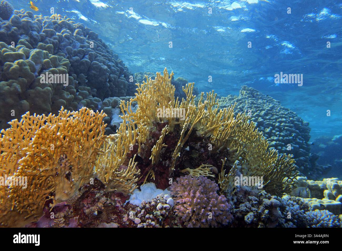 Fire corals on coral reef near Abu Dabab, Marsa Alam area, underwater ...