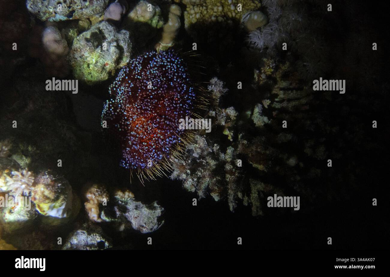 Red Sea fire urchin in Red Sea near Marsa Alam by night, Egypt Stock ...