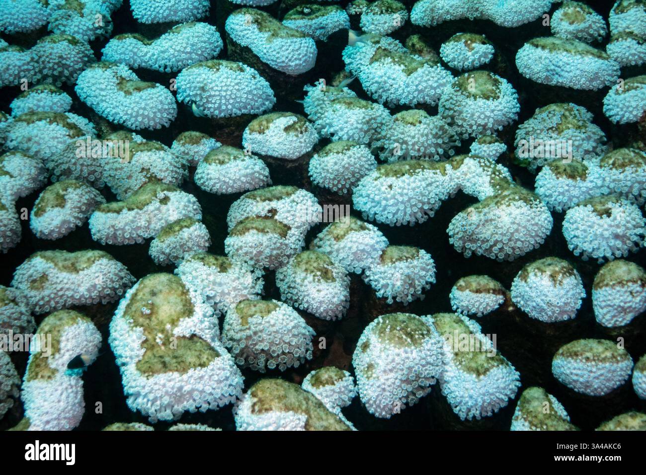 Reefs bleaching and dying, sea warming in Red Sea near Marsa Alam ...