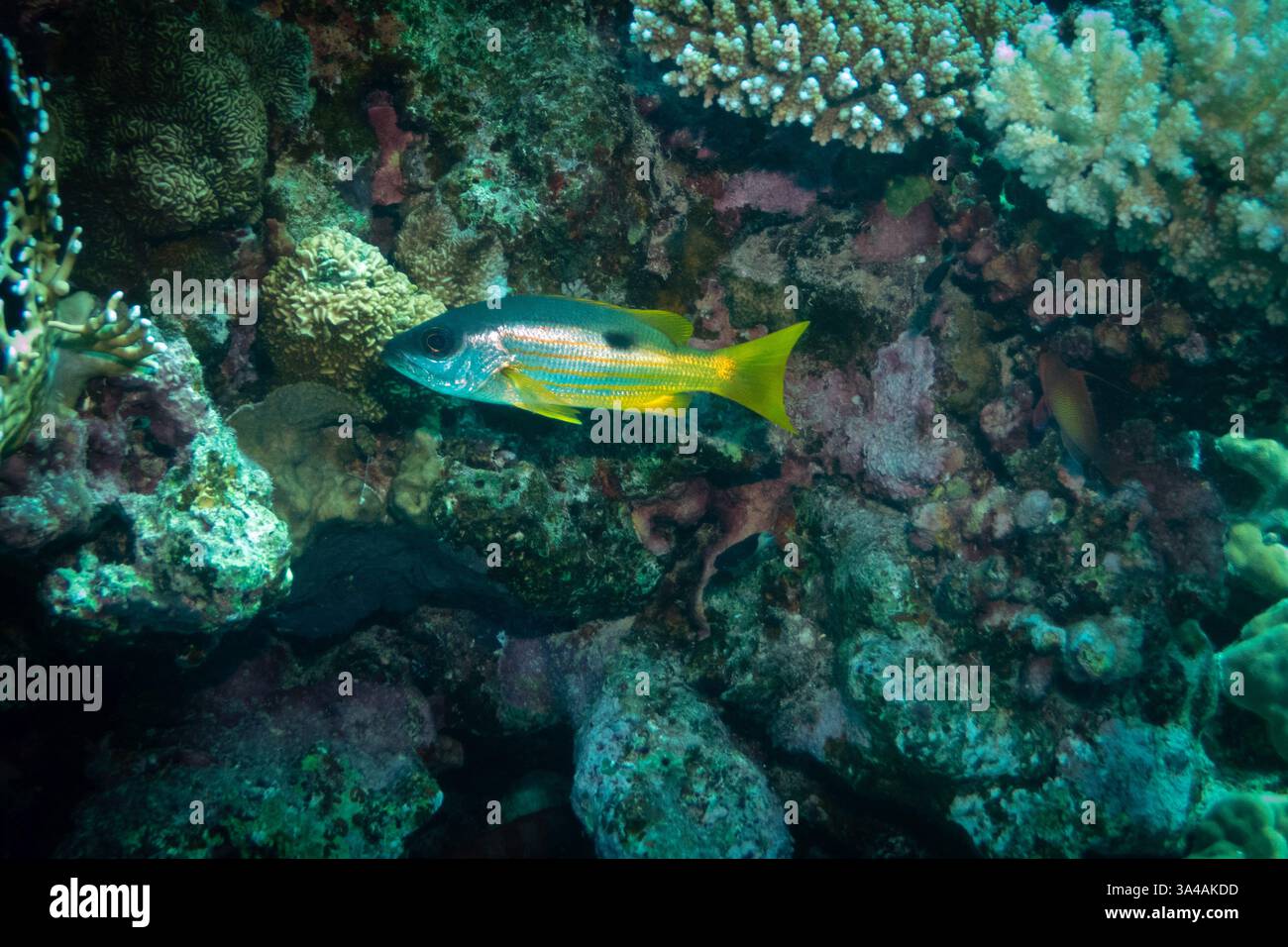 Dory snapper in Red Sea near Marsa Alam, Egypt Stock Photo - Alamy