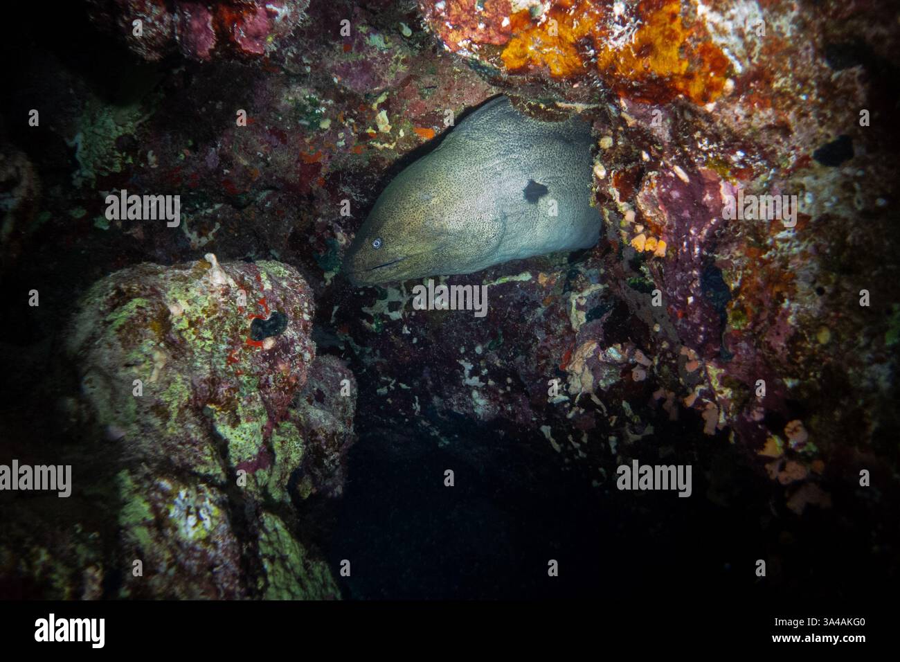 Giant moray in Red Sea near Marsa Alam, Egypt Stock Photo - Alamy