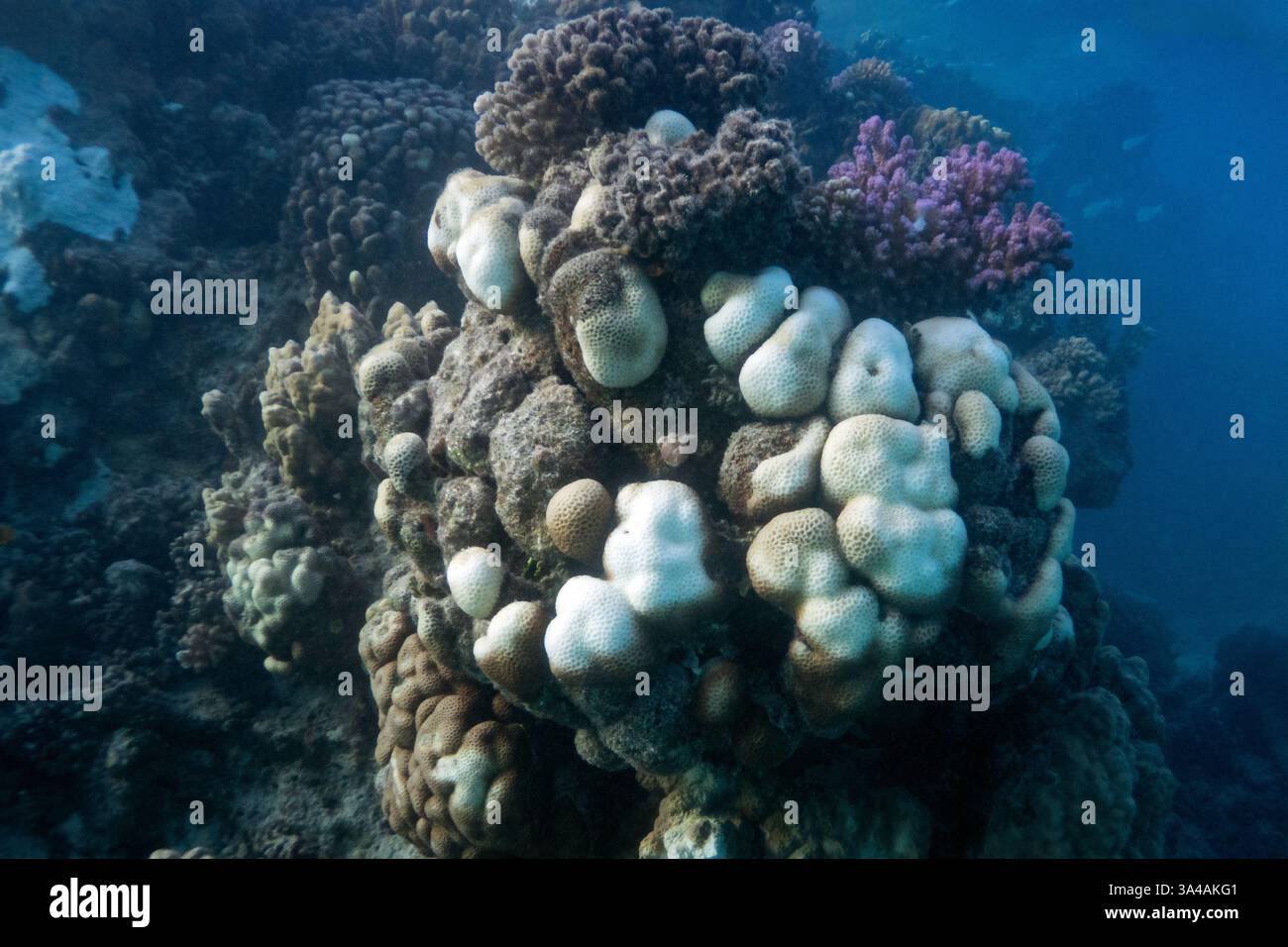 Reefs bleaching and dying, sea warming in Red Sea near Marsa Alam ...