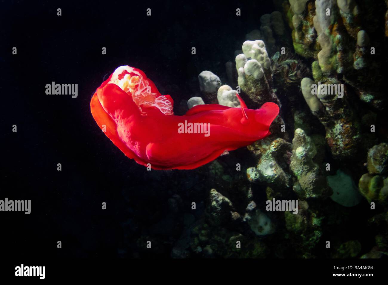 Spanish dancer - sea slug, Red Sea, Egypt, underwater photograph Stock ...