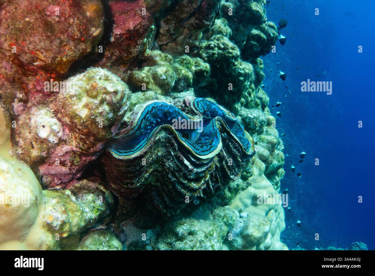 Giant clam - critically endangered in Red Sea near Marsa Alam, Egypt ...