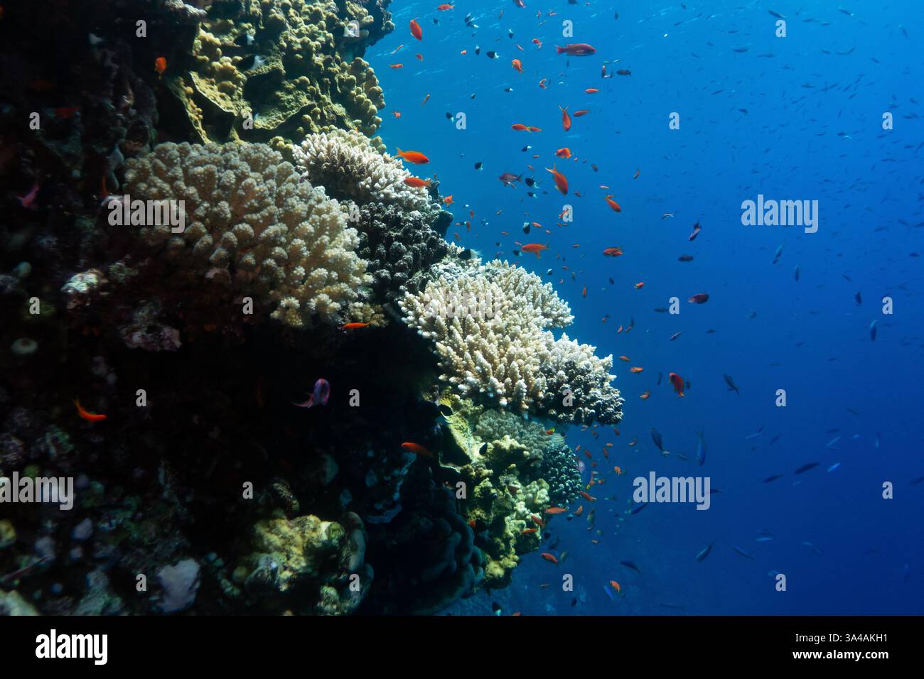Reefs bleaching and dying, sea warming in Red Sea near Marsa Alam ...