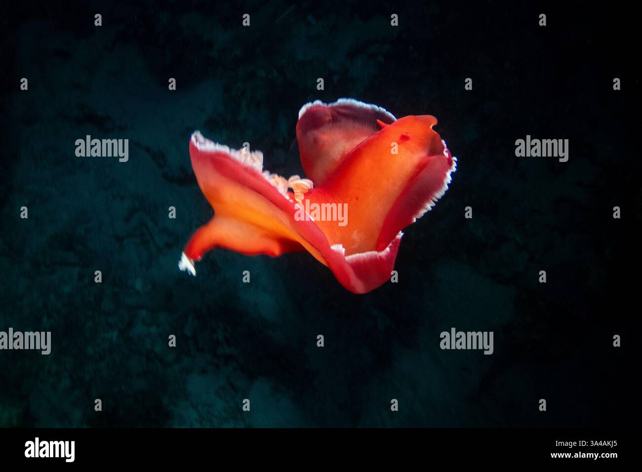 Spanish dancer - sea slug, Red Sea, Egypt, underwater photograph Stock ...