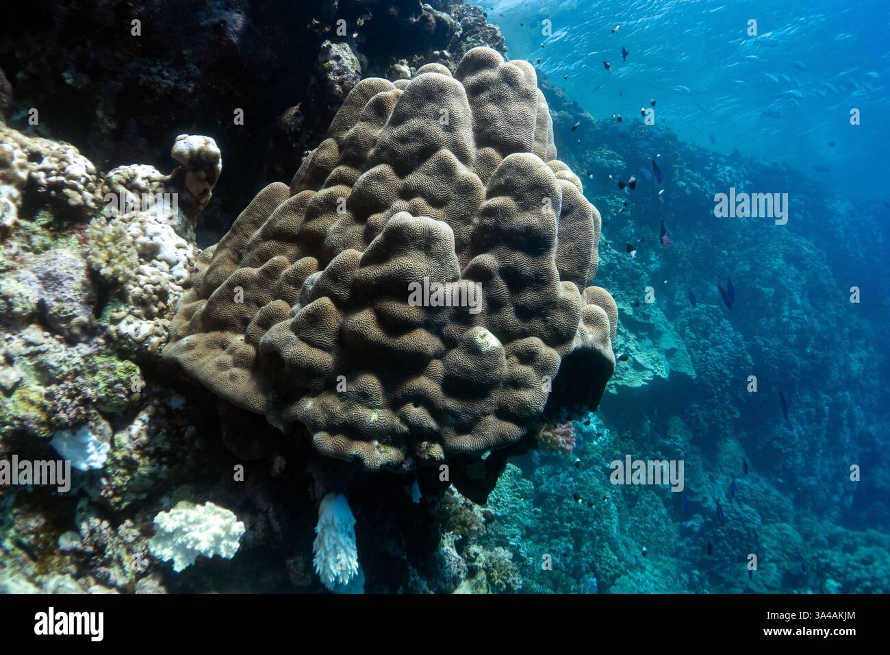 Reefs bleaching and dying, sea warming in Red Sea near Marsa Alam ...