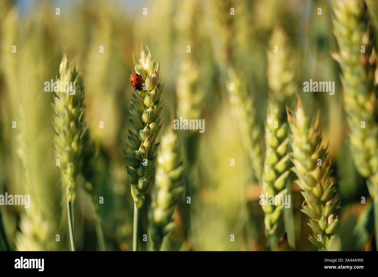 Common ladybug is on the wheat field outdoors, close up view Stock ...