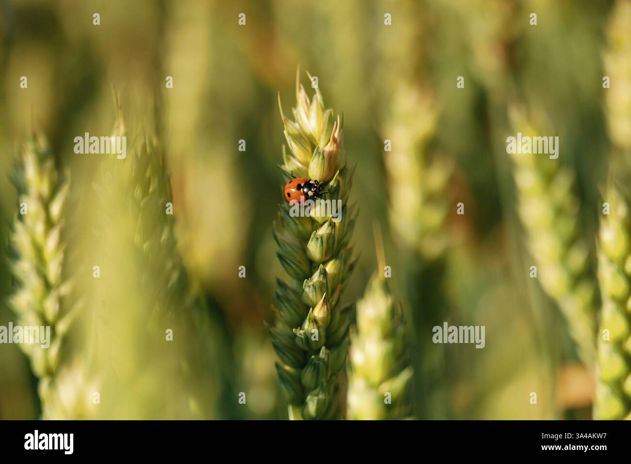 Common ladybug is on the wheat field outdoors, close up view Stock ...