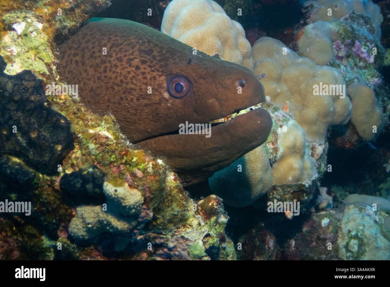 Giant moray in Red Sea near Marsa Alam, Egypt Stock Photo - Alamy