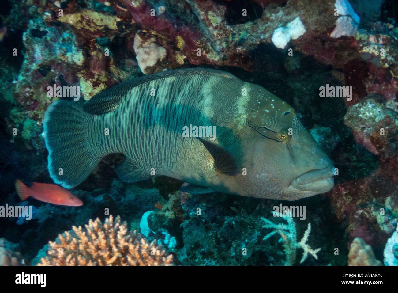 Humphead wrasse in Red Sea near Marsa Alam, Egypt Stock Photo - Alamy