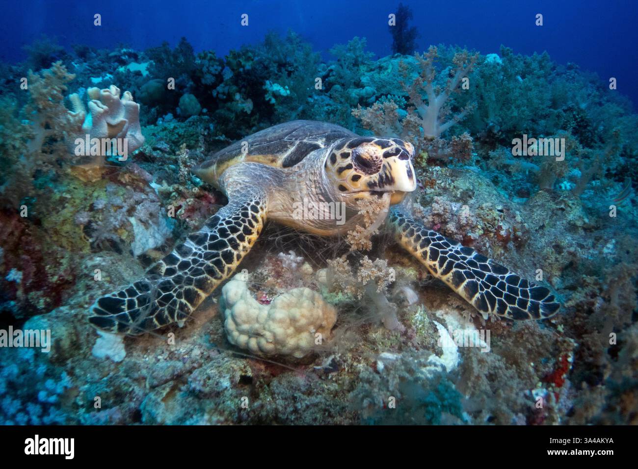 Hawksbill sea turtle feeding on soft coral in Red Sea near Marsa Alam ...