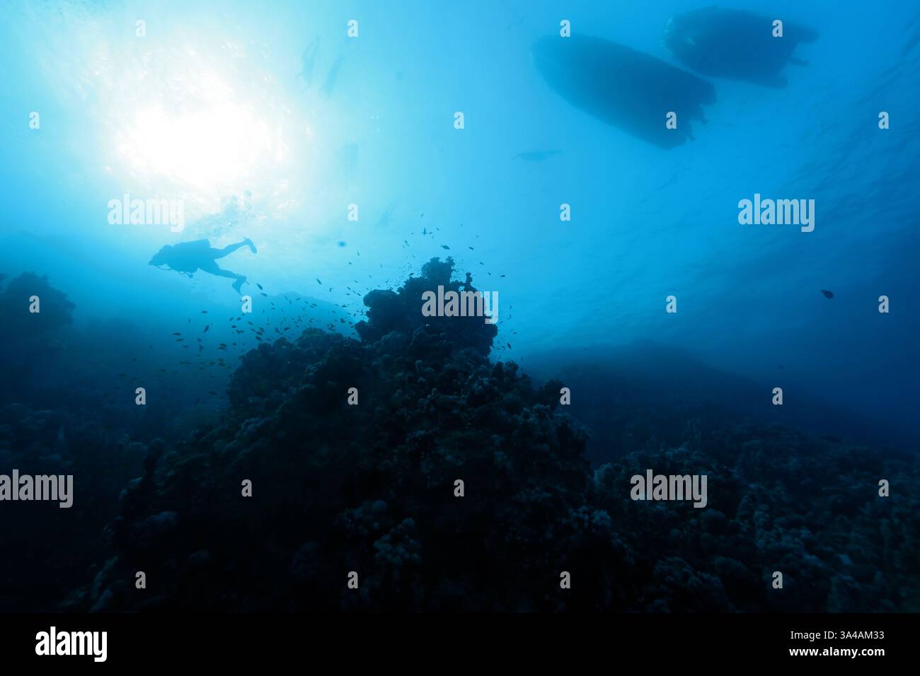 Scuba diver and Abu Dabab reef, underwater scene near Marsa Alam, Red ...