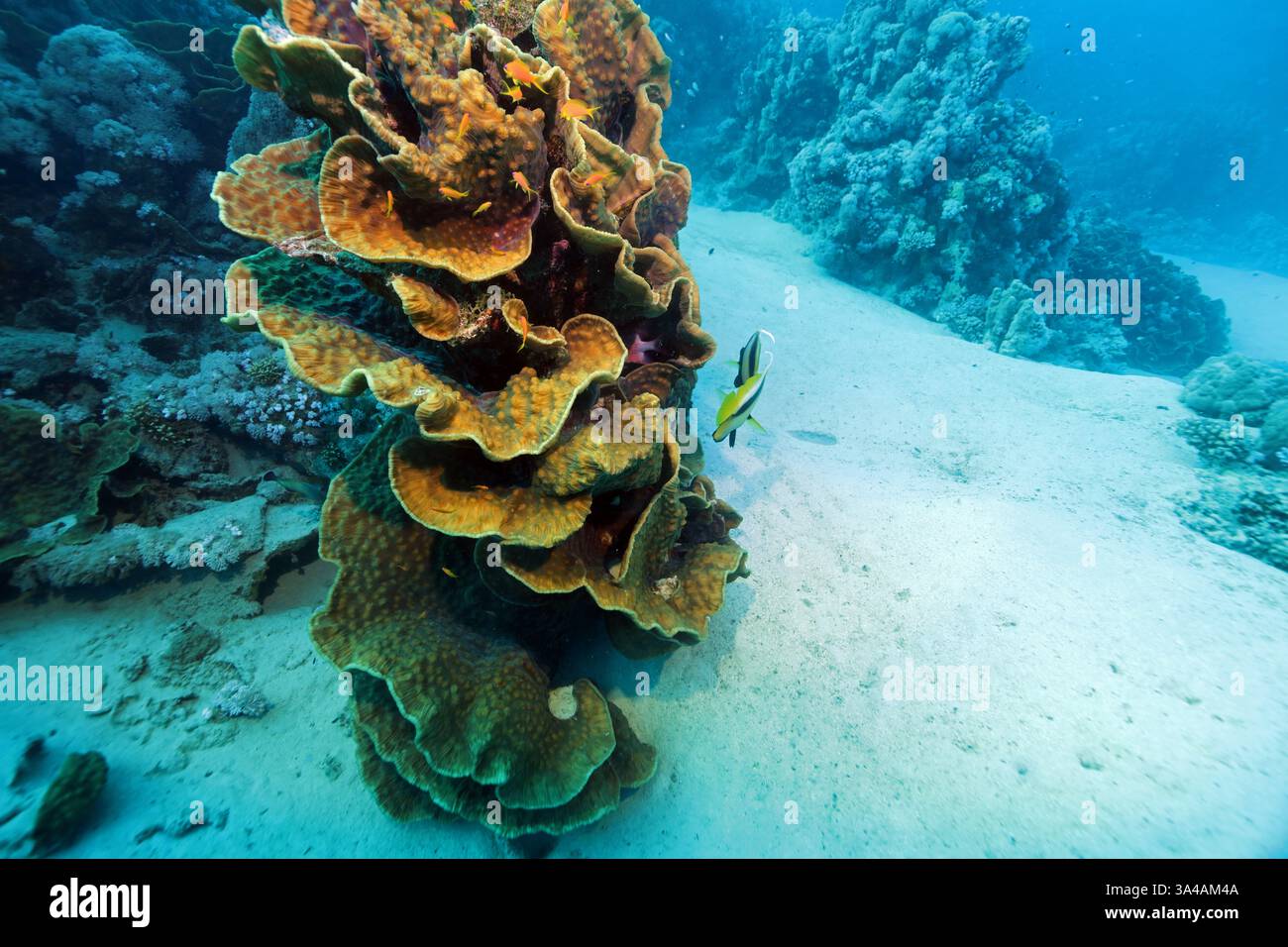 Leafy cup coral near Abu Dabab reef, underwater photograph, Red Sea ...