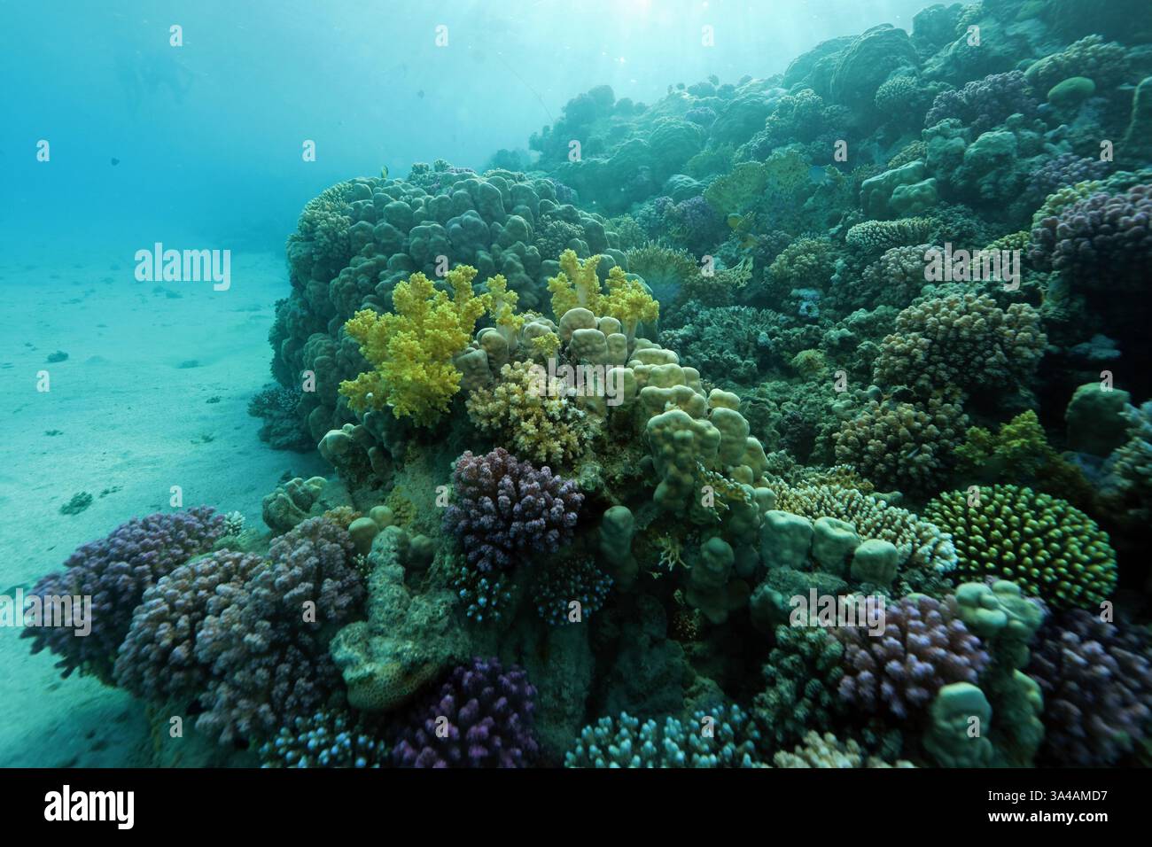 Abu Dabab Coral reef near Marsa Alam, underwater photograph, Red Sea ...