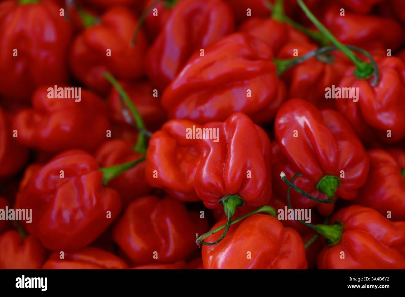 A collection of ripe red peppers fills the frame, showcasing their ...