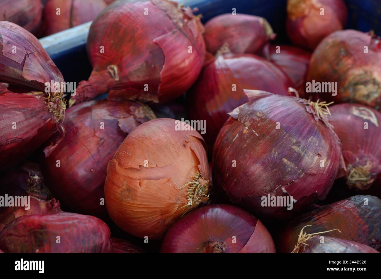 Bright red onions fill a wooden crate, showcasing nature's bounty on a ...