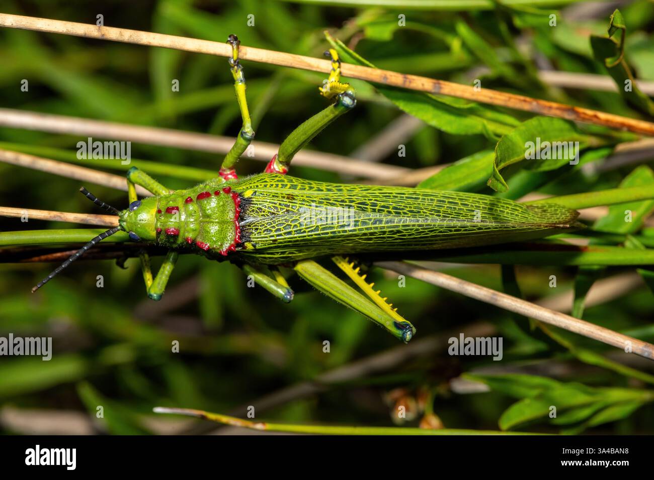 Green milkweed locust (Phymateus viridipes), also known as a African ...