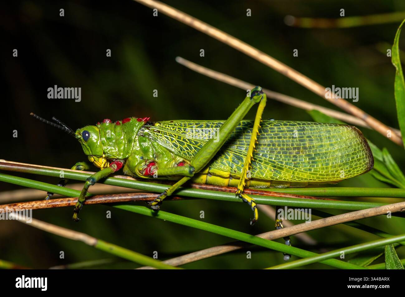 Green milkweed locust (Phymateus viridipes), also known as a African ...