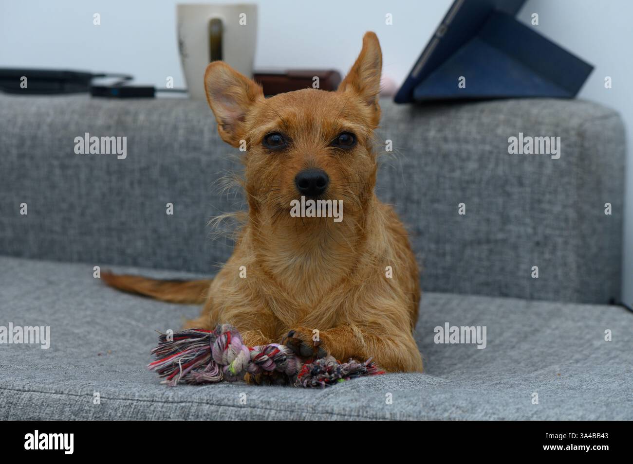 Small playful dog lounges hi-res stock photography and images - Alamy
