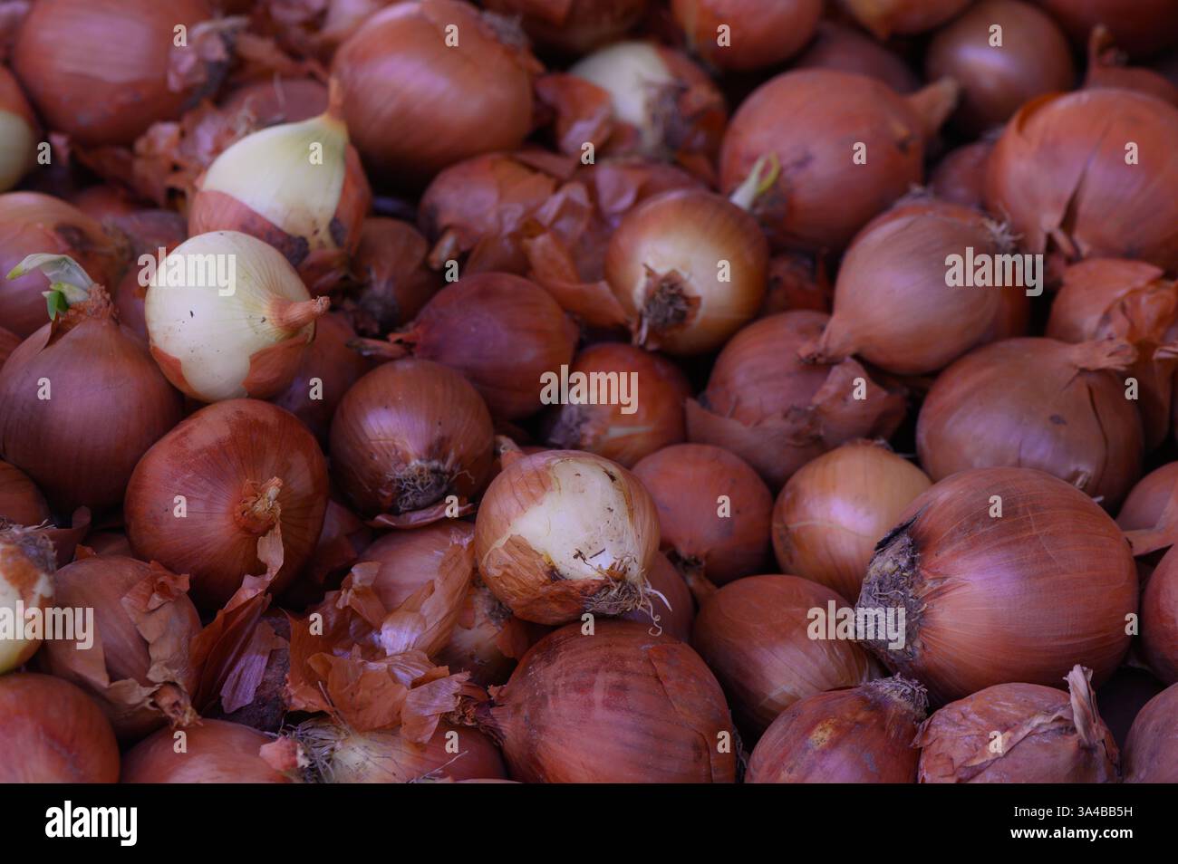 Bountiful onions rest in warm sunlight, showcasing their earthy shades ...