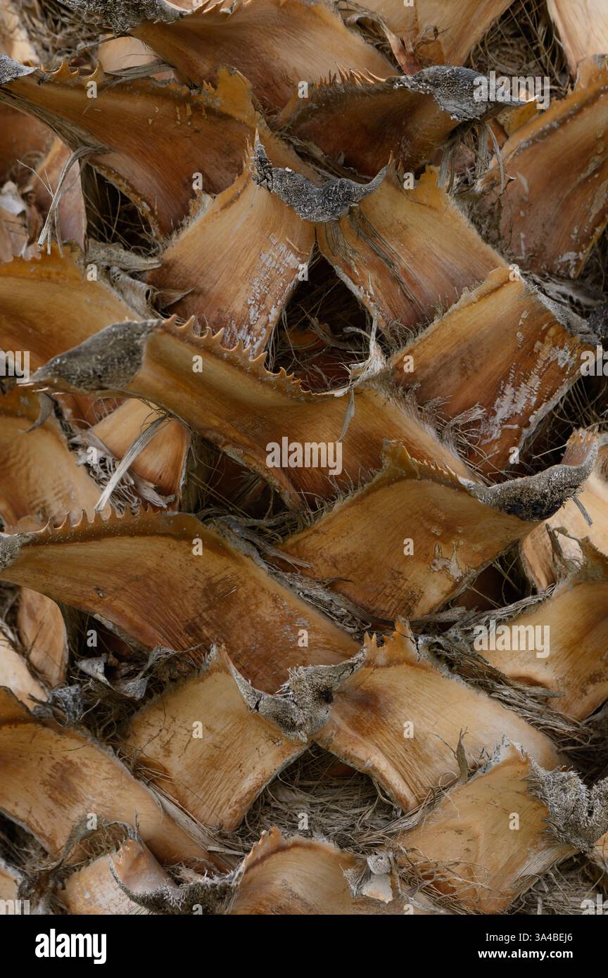 The close-up view reveals the intricate textures and sharp patterns of ...