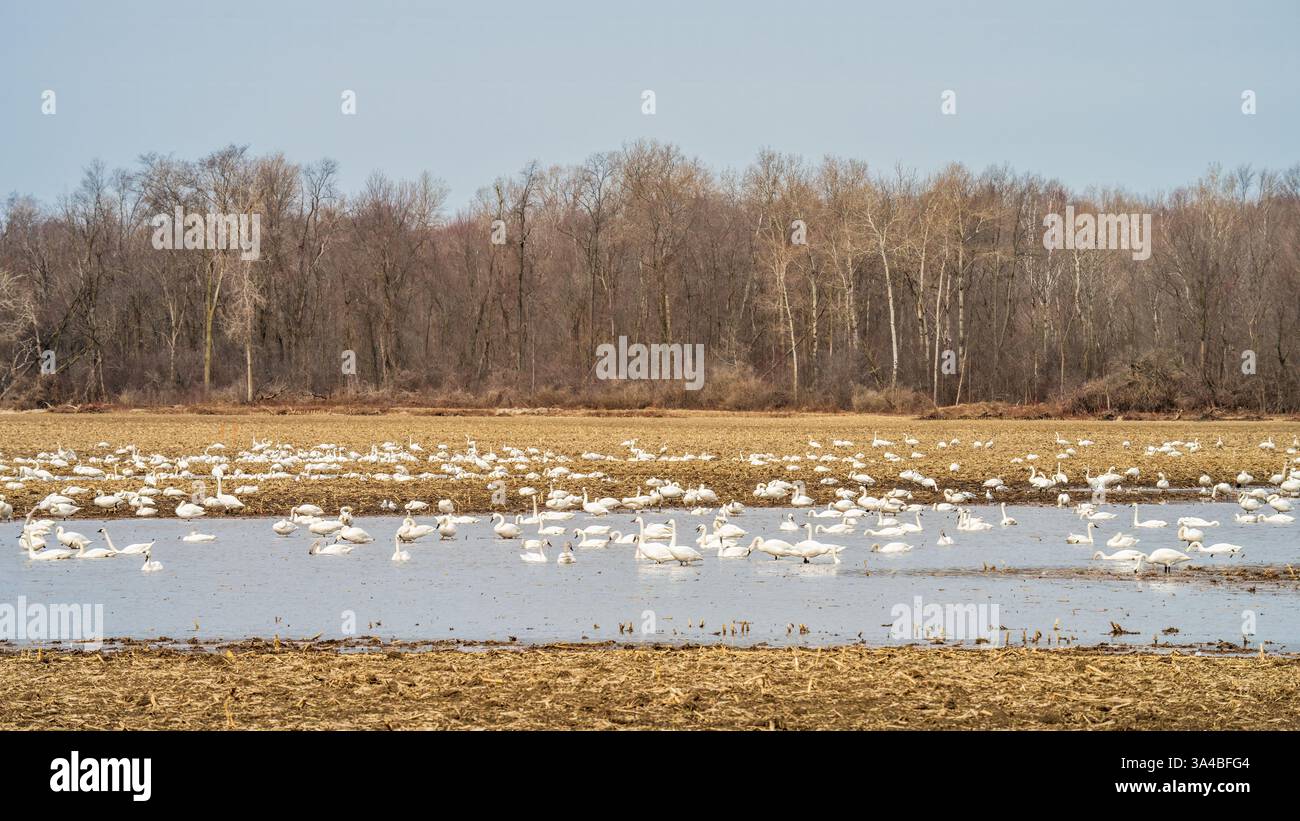 Swans travel tundra hi-res stock photography and images - Alamy