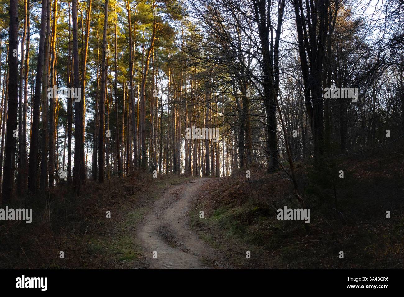Tilgate forest hi-res stock photography and images - Alamy