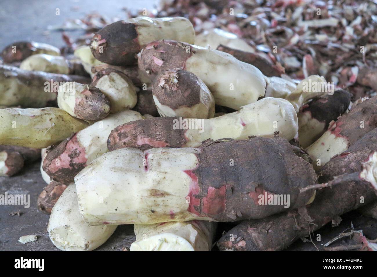 peeled cassava to make flour on country side of Brazil Stock Photo - Alamy