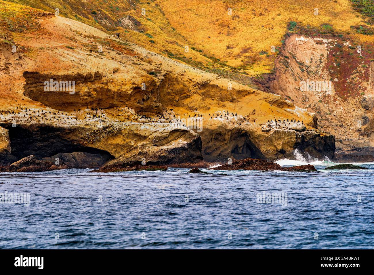 Large group of cormorants sit on the cliffside shore of the Channel ...