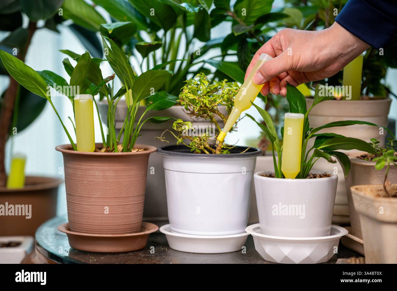 Using liquid fertilizer tube for potted plants at home - Gardening Care ...