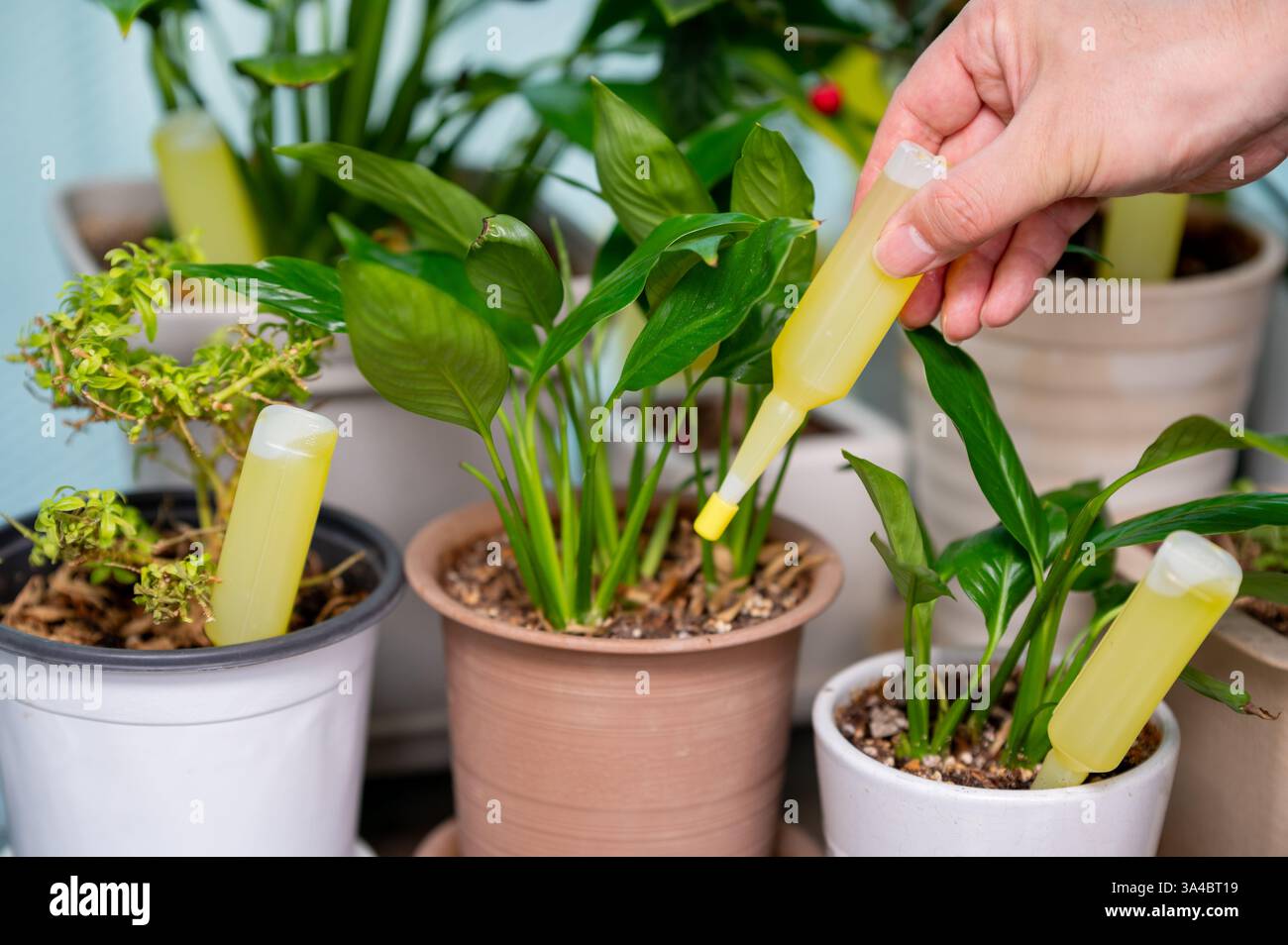 Using liquid fertilizer tube for potted plants at home - Gardening Care ...