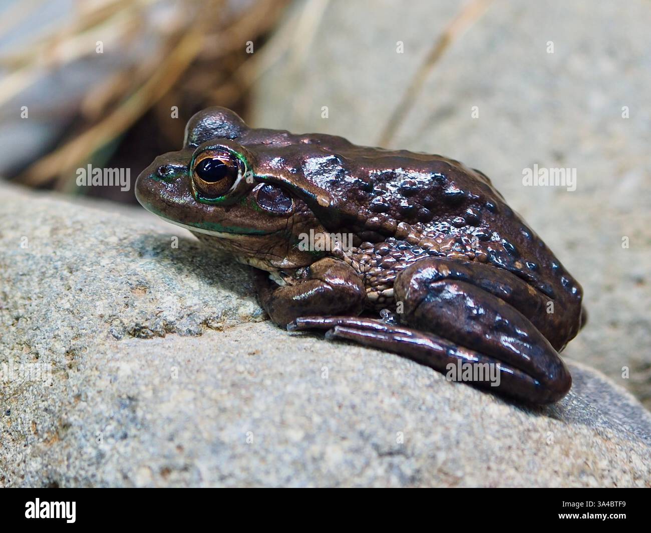 Litoria castanea hi-res stock photography and images - Alamy