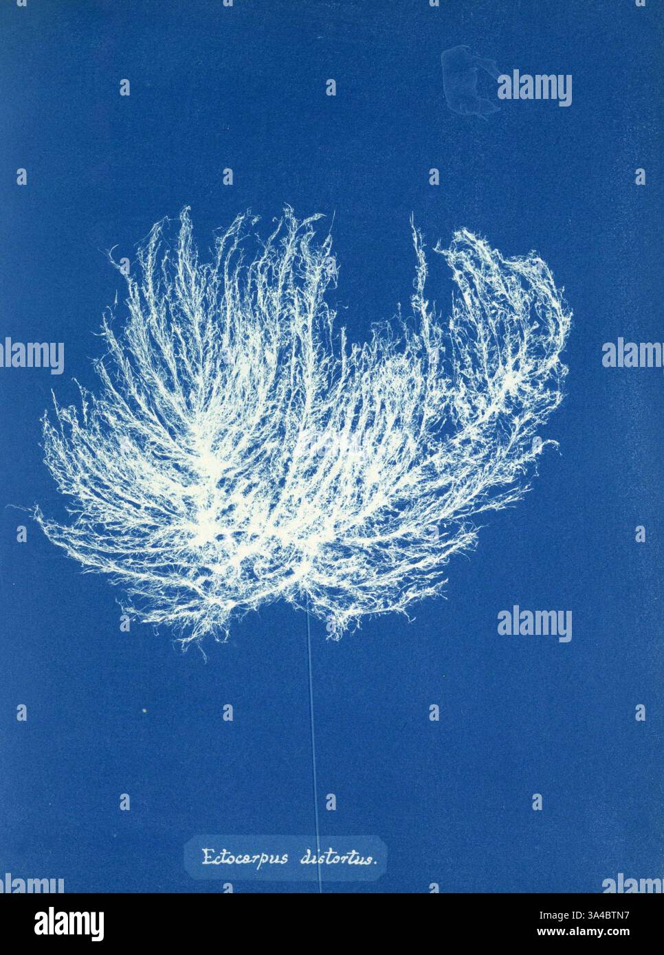 Anna Atkins, who was an English botanist and photographer. Her husband ...
